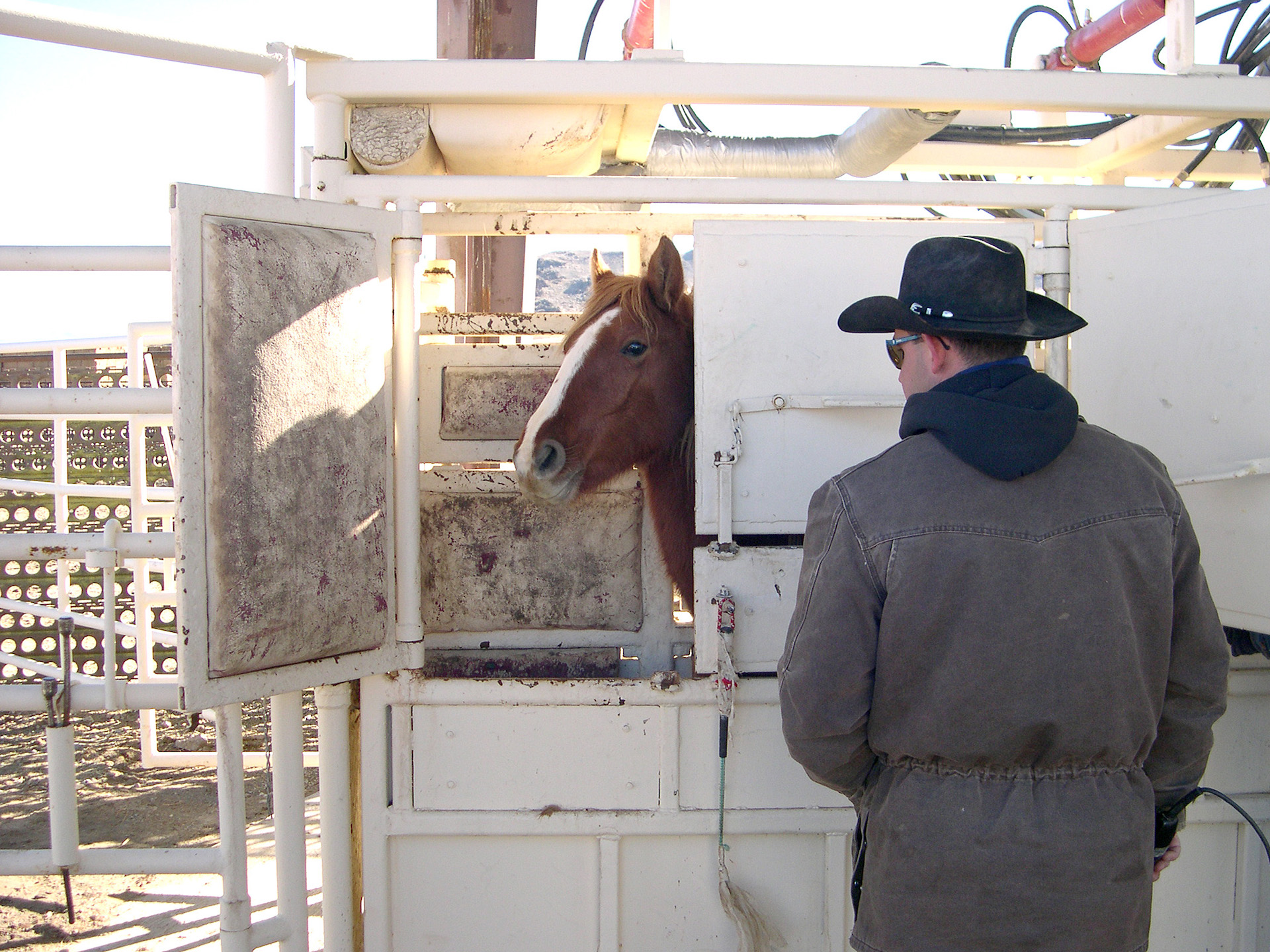 Wild horses, part two: Horses with no names