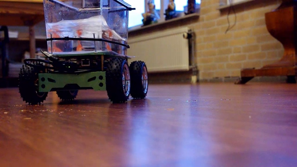 You Think Goldfish Can't Drive? Wrong. Fish On Wheels: Video
